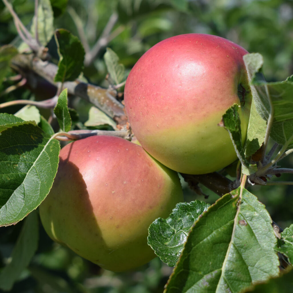 The Best Cooking Apples to Grow in the UK | Frank P Matthews
