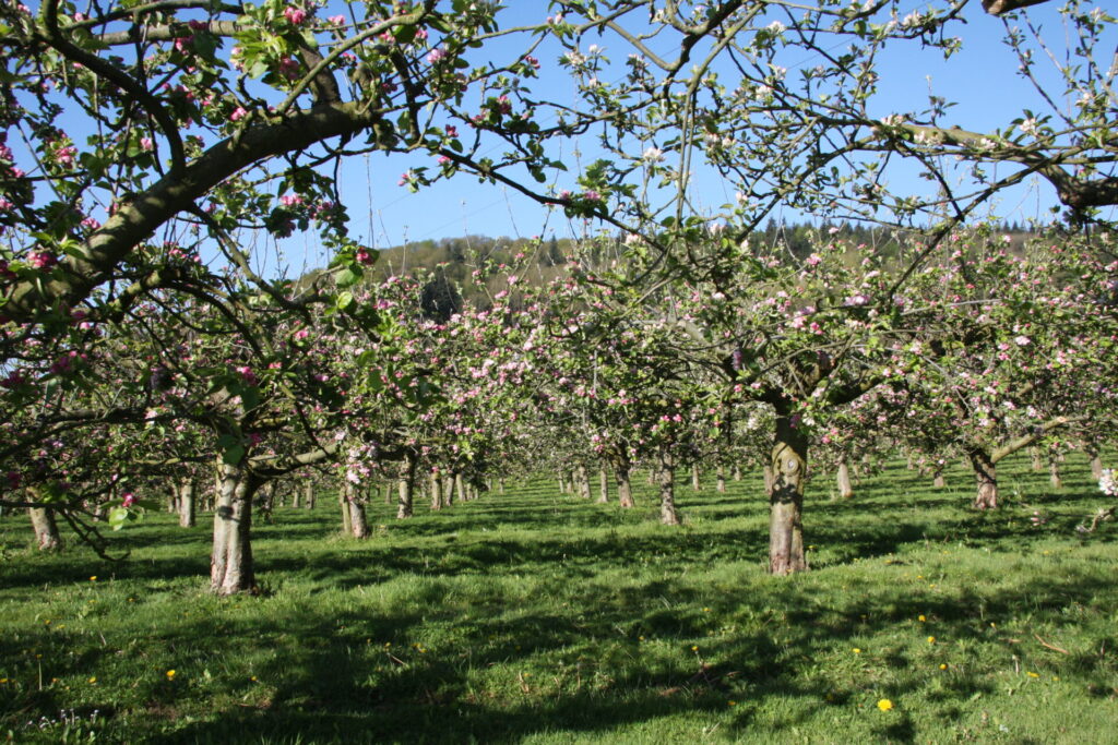 How to Plan an Orchard | Orchard Planting | Frank P Matthews