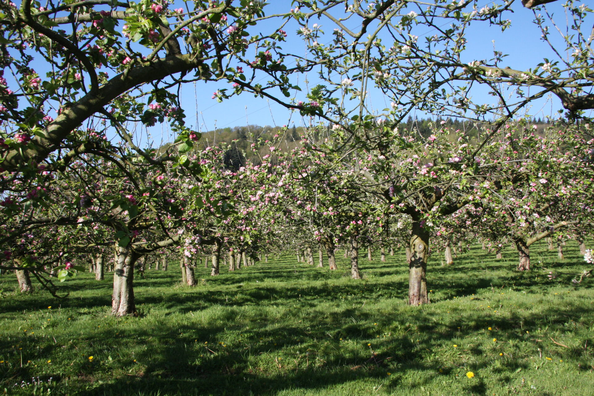 How to Plan an Orchard | Orchard Planting | Frank P Matthews
