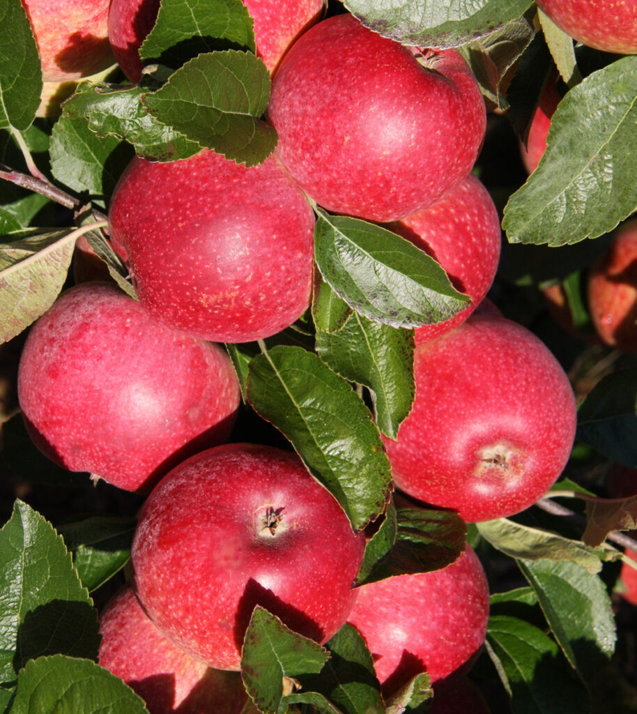 New Varieties | Fruit and Ornamental Trees | Frank P Matthews