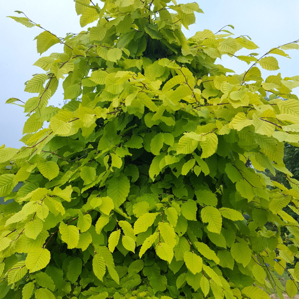 New Varieties | Fruit and Ornamental Trees | Frank P Matthews