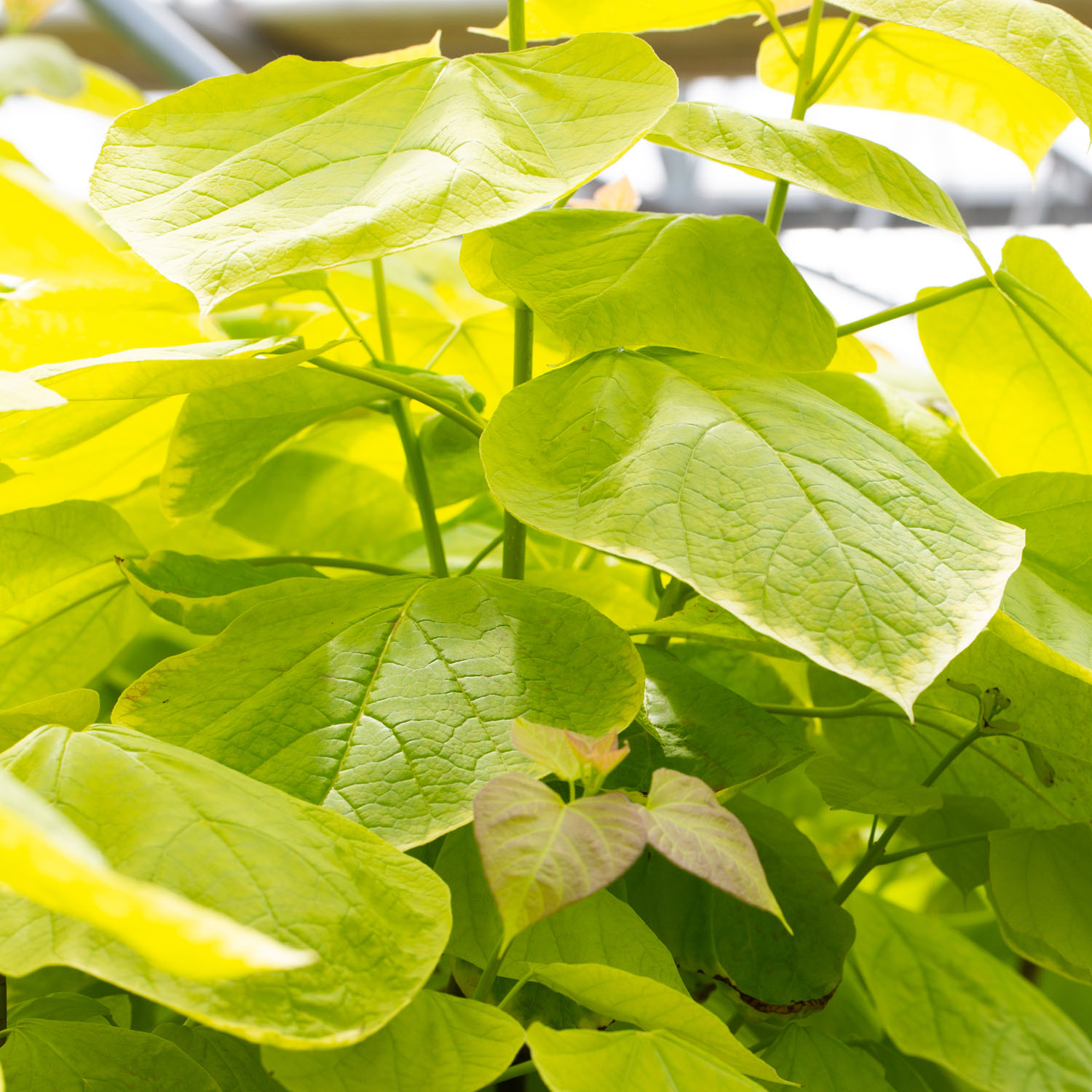 Ornamental Trees For Small Gardens | Frank P Matthews