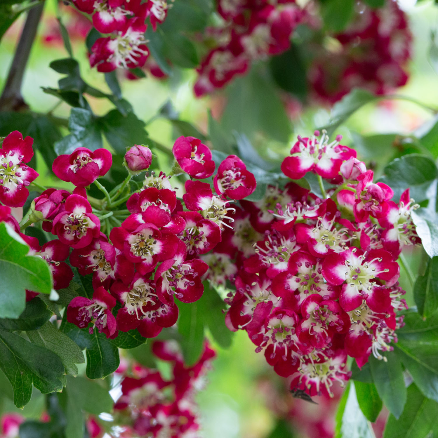 Ornamental Trees For Small Gardens | Frank P Matthews