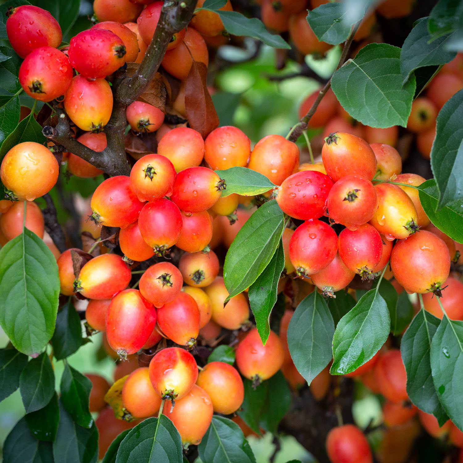 Ornamental Trees For Small Gardens | Frank P Matthews