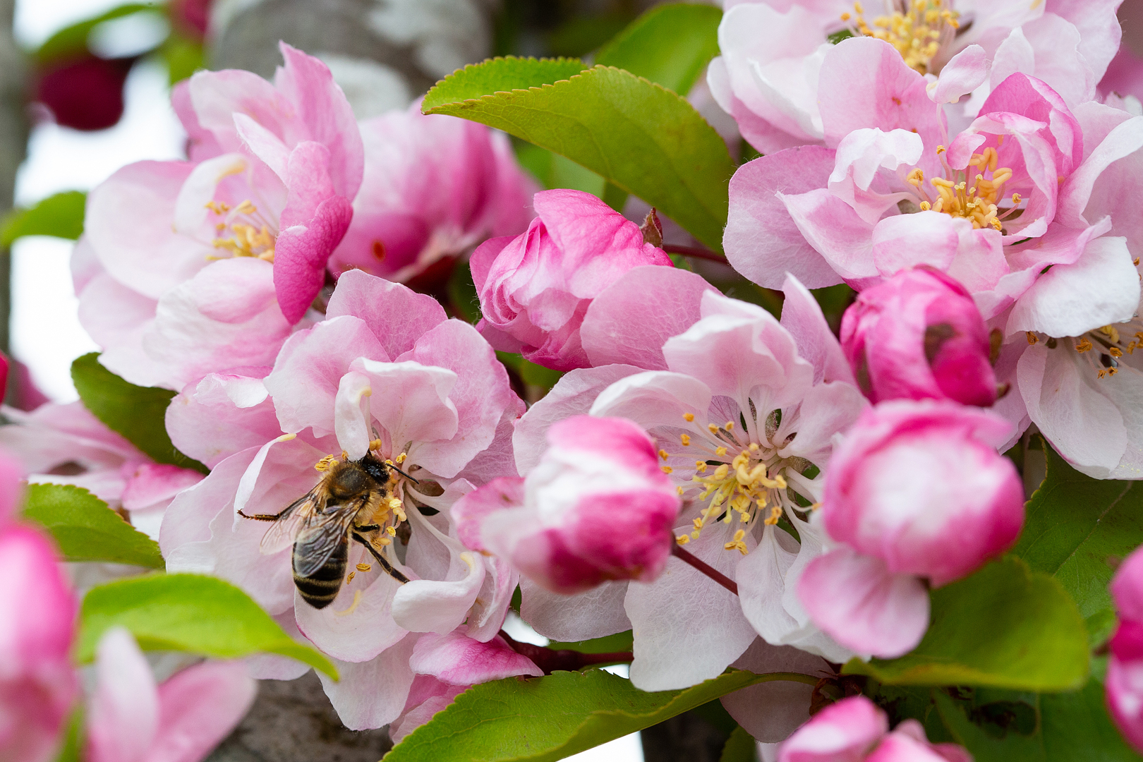 Trees for Bees and Insects | Frank P Matthews