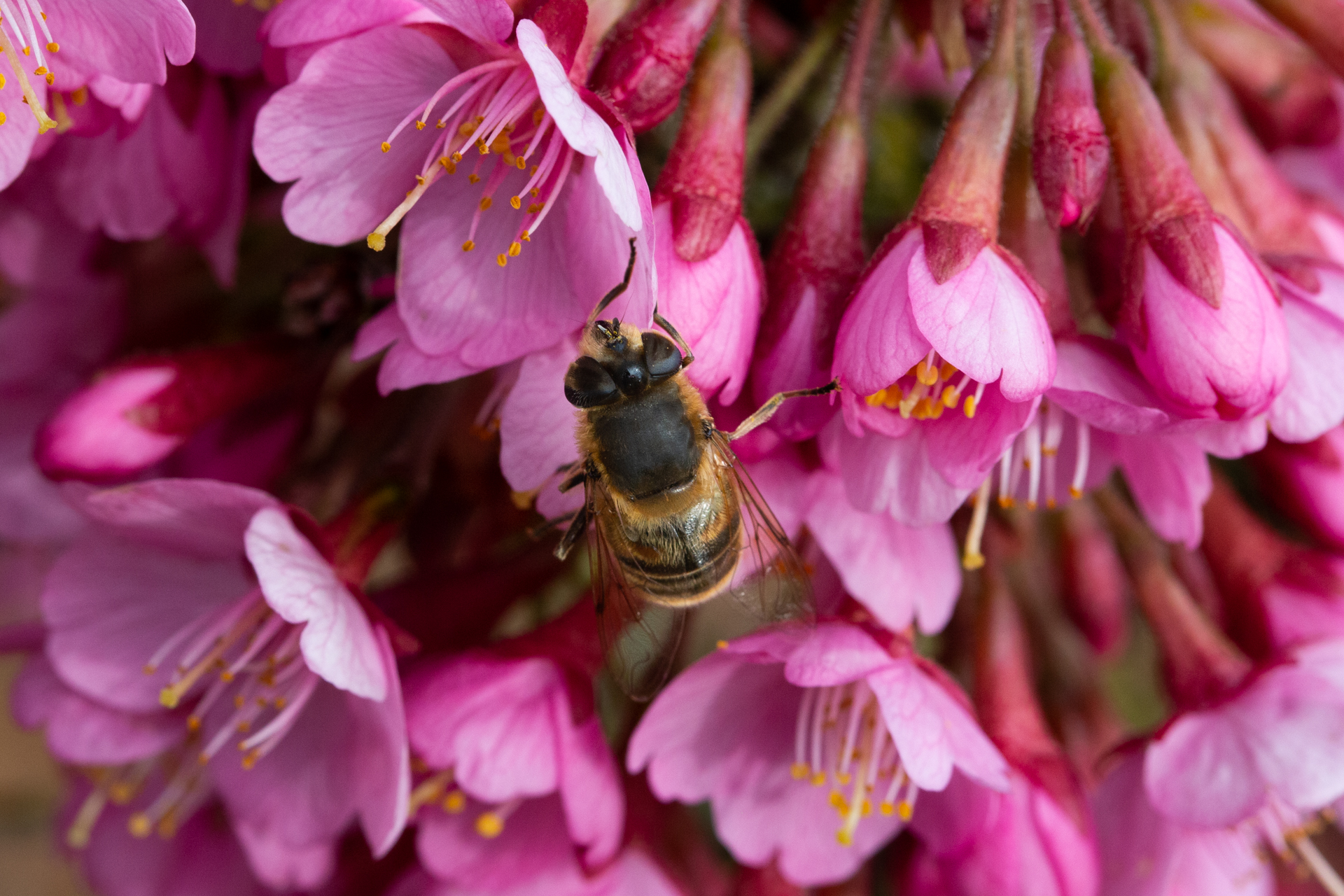 Trees for Bees and Insects | Frank P Matthews