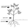 Rootstocks for Fruit Trees | Fruit Trees | Frank P Matthews
