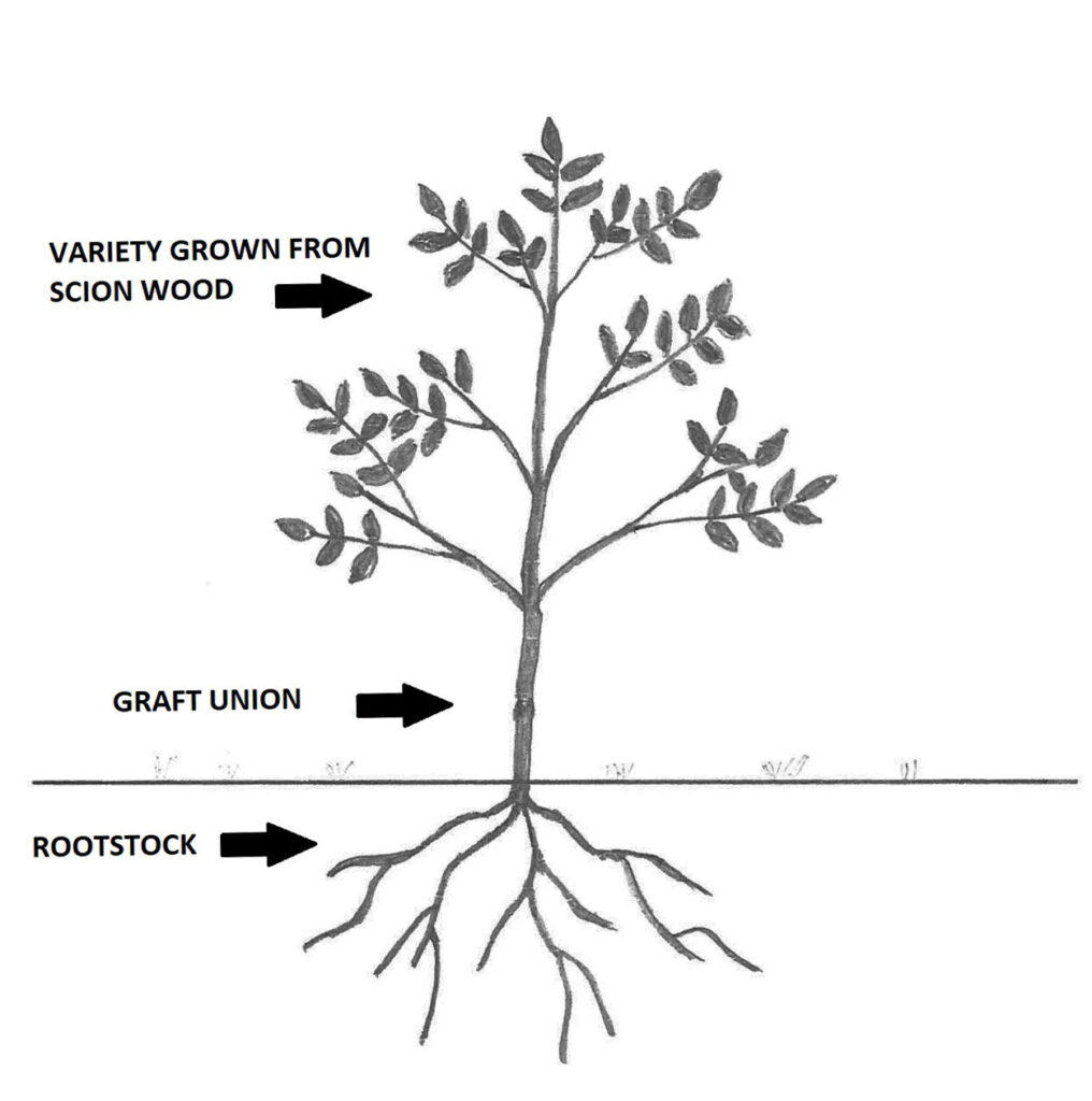 Rootstocks for Fruit Trees | Fruit Trees | Frank P Matthews