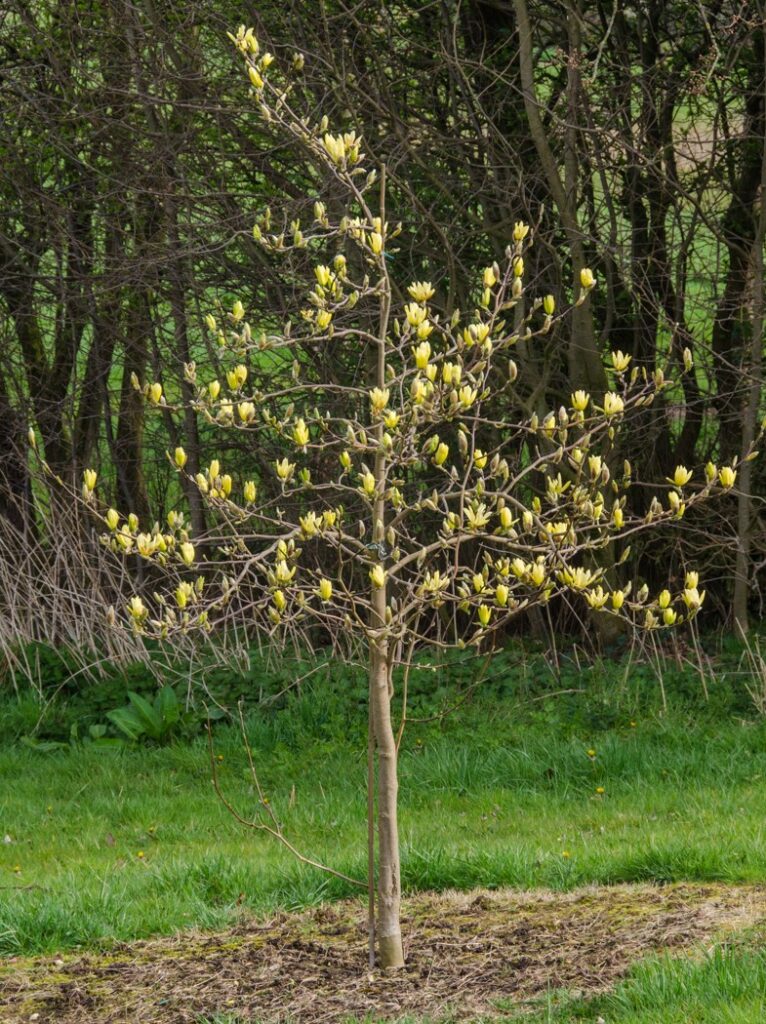 Magnolia 'Butterflies' | Frank P Matthews