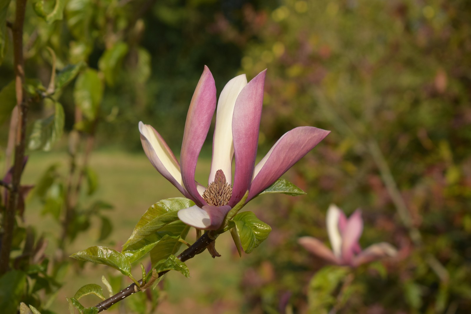 Magnolia 'Black Beauty' | Frank P Matthews