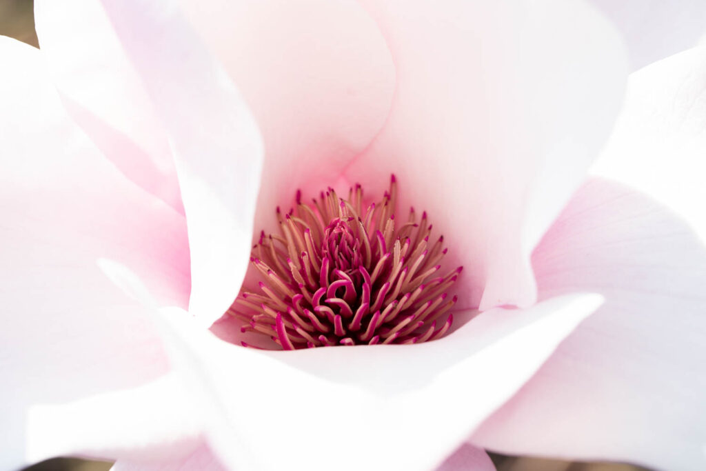 Magnolia 'Atlas' | Frank P Matthews