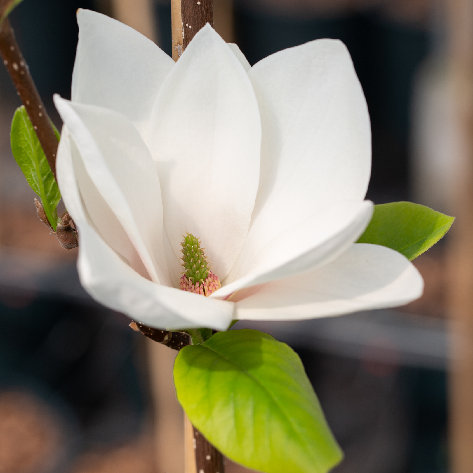 Magnolia 'Alba Superba' | Frank P Matthews
