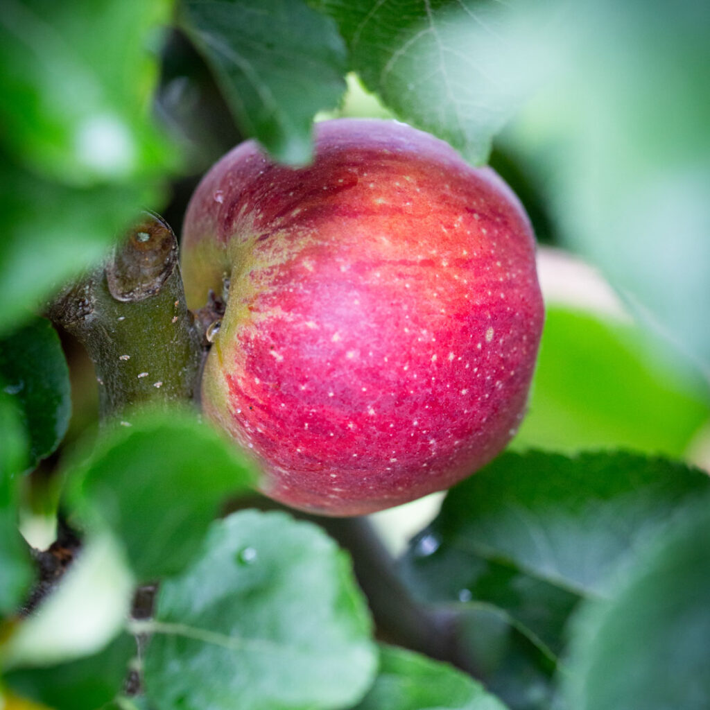 Cider and Perry Trees | Frank P Matthews | Fruit Trees