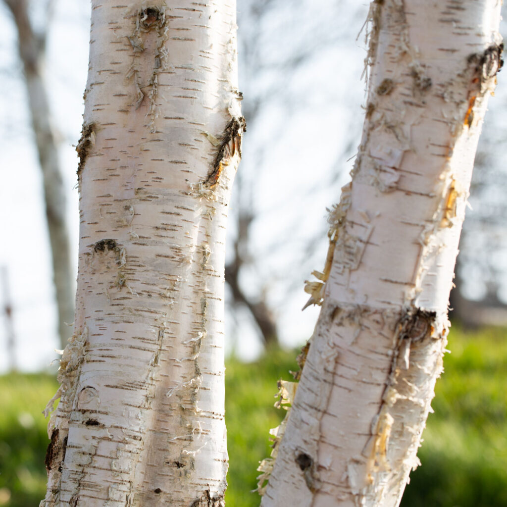 Trees For Ornamental Bark and Stems | Frank P Matthews