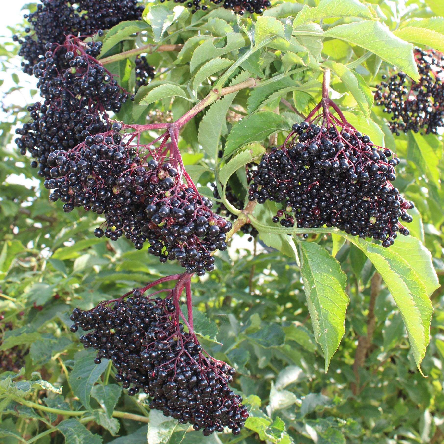 Elderflower/Elderberry | Frank P Matthews Fruit Trees