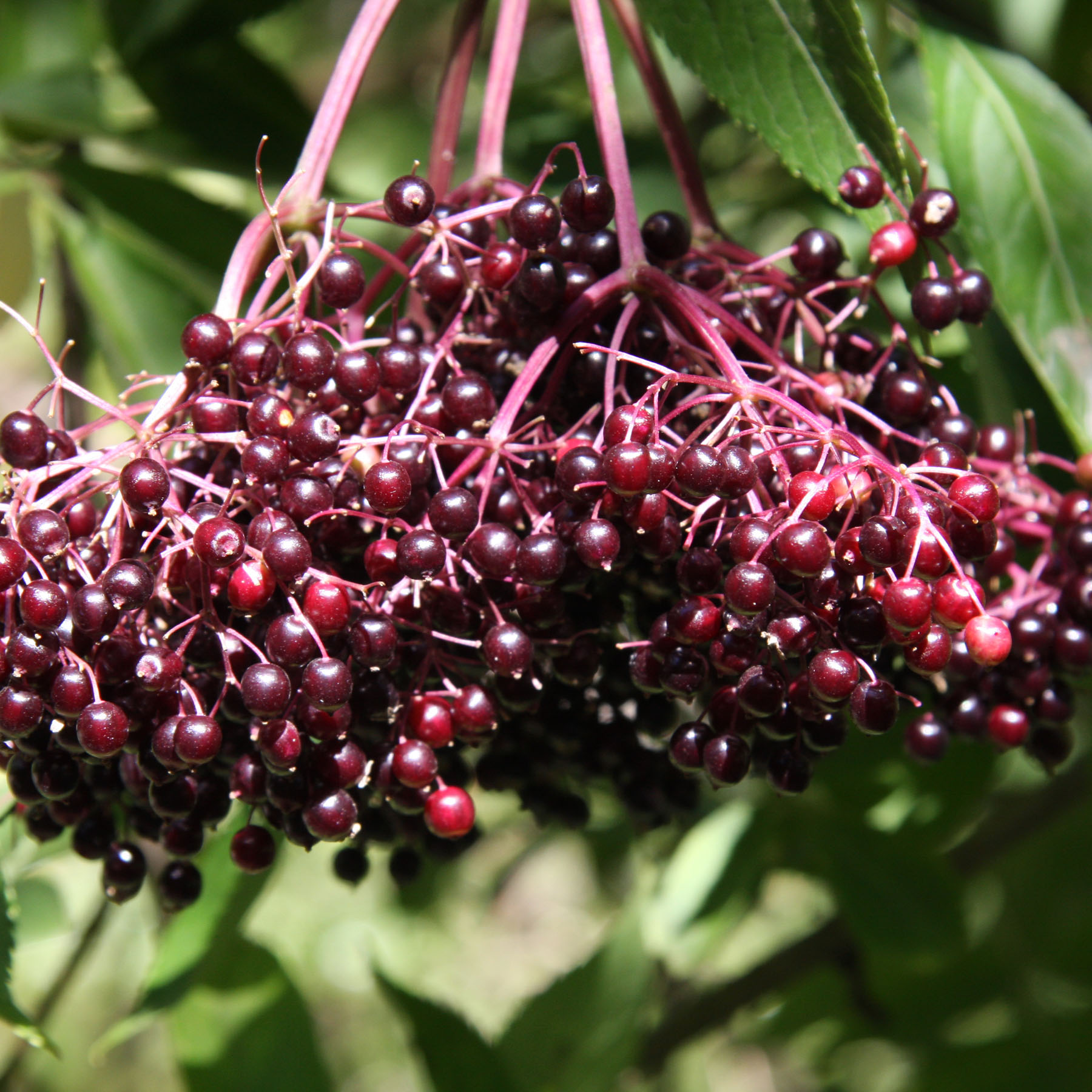 Elderflower/Elderberry | Frank P Matthews Fruit Trees