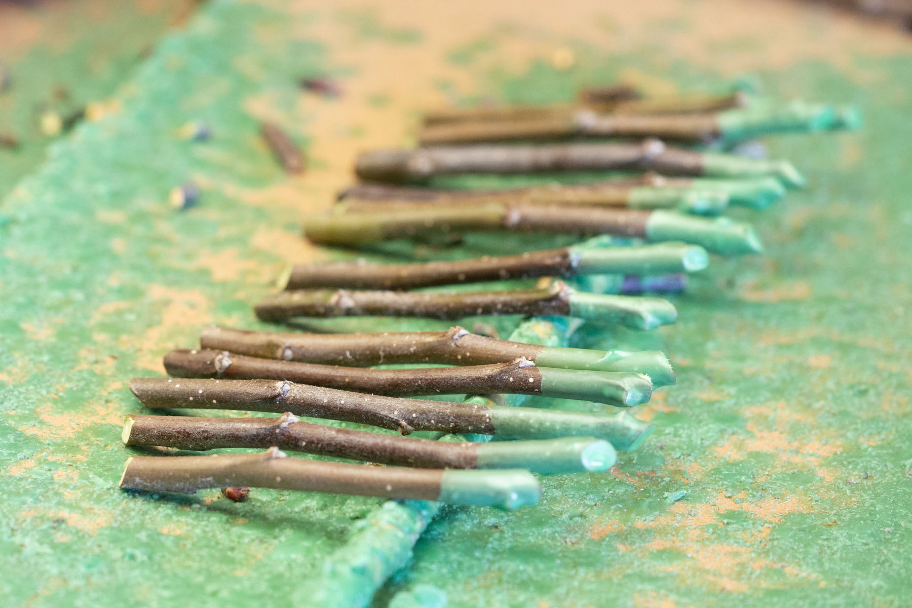 Contract Growing and Grafting Services | Frank P Matthews