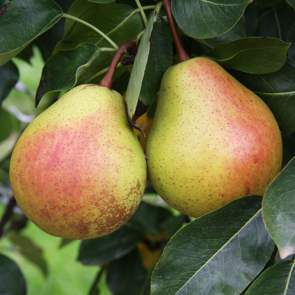Cider and Perry Trees | Frank P Matthews | Fruit Trees