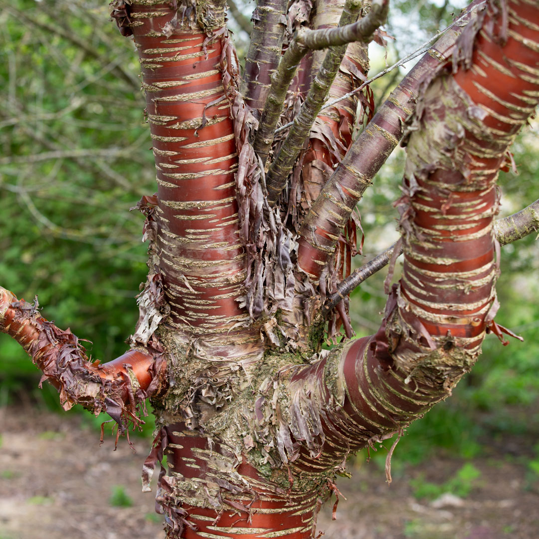 Trees For Ornamental Bark and Stems | Frank P Matthews