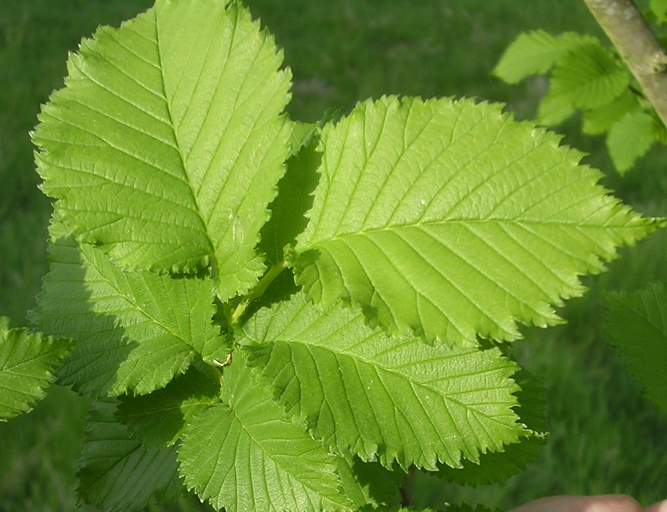 FPM Grows Dutch Elm Disease Resistant Trees | Frank P Matthews