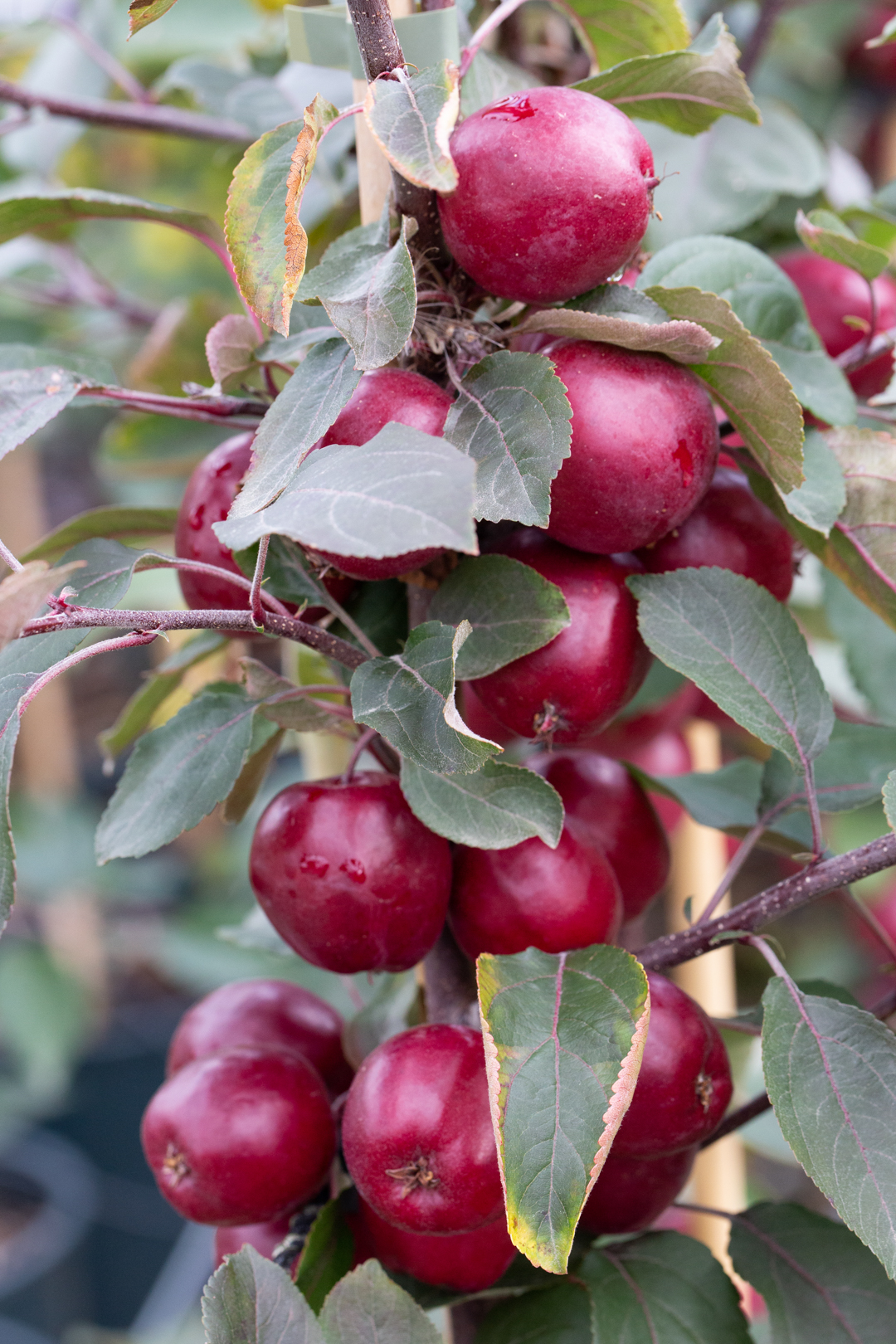 Malus 'Harry Baker' | Frank P Matthews | Ornamental Tree