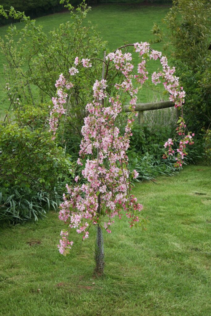 Louisa Weeping Flowering Crabapple | Best Flower Site