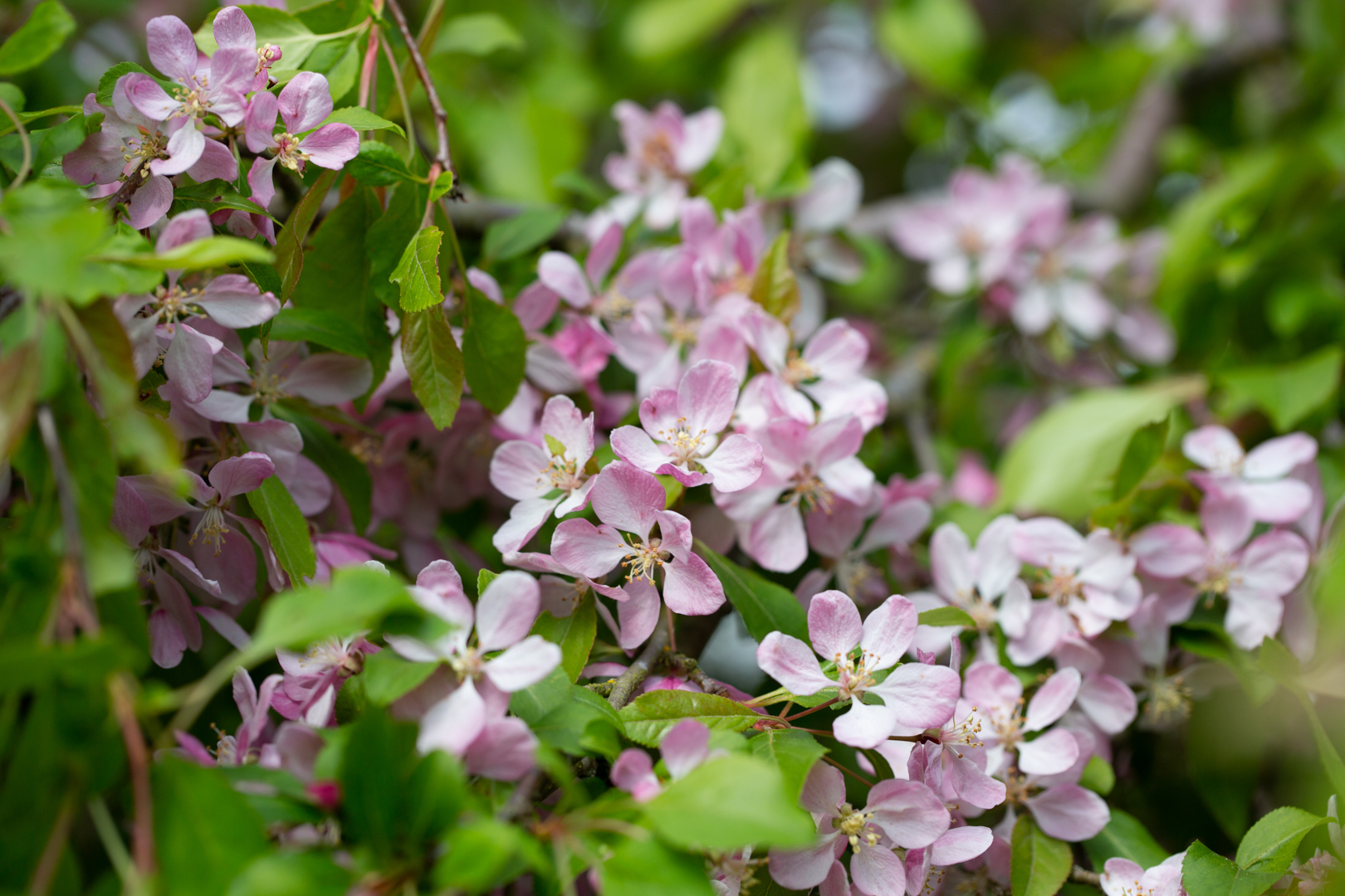 Malus 'Louisa' | Frank P Matthews | Ornamental Tree