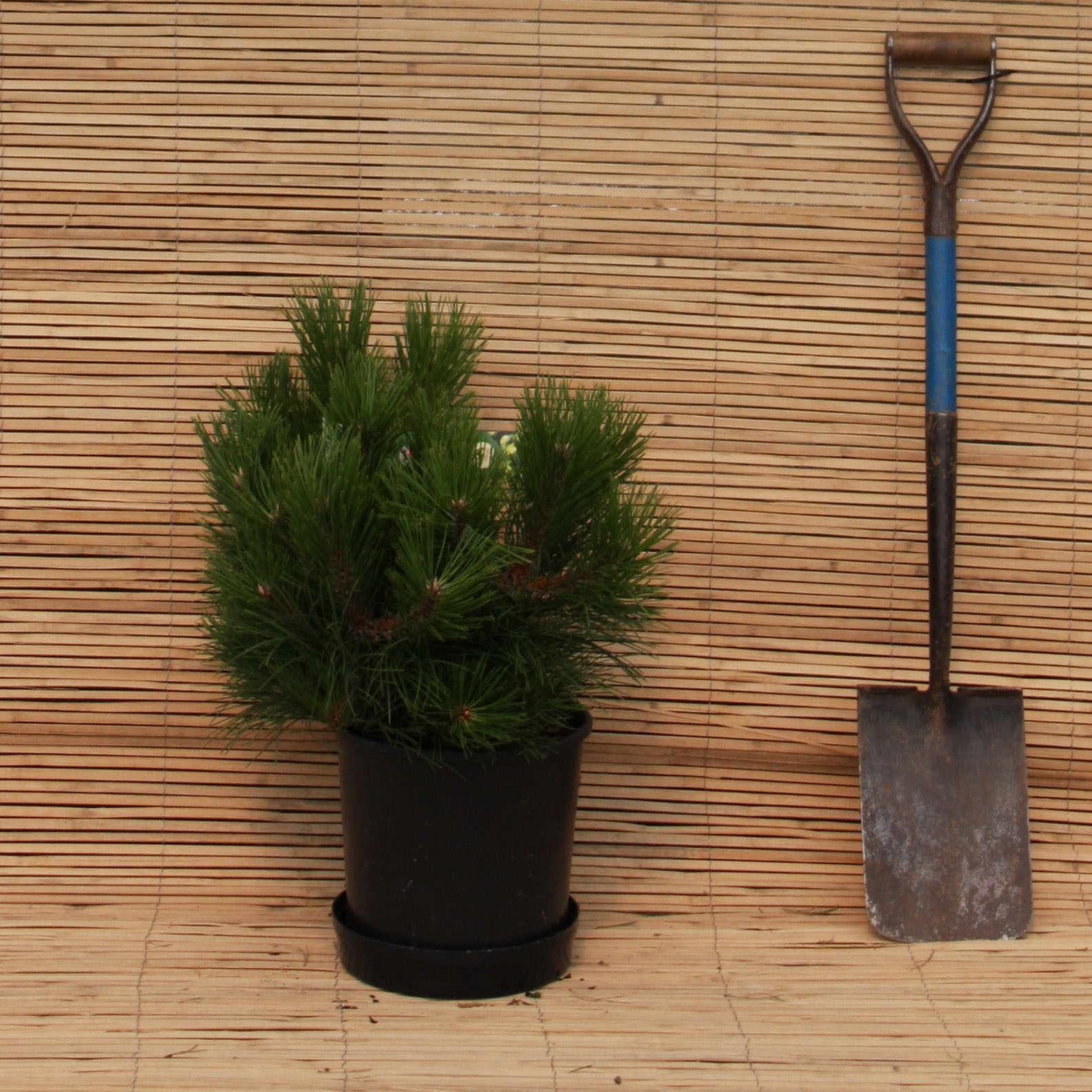 Pinus nigra 'Black Prince' | Frank P Matthews
