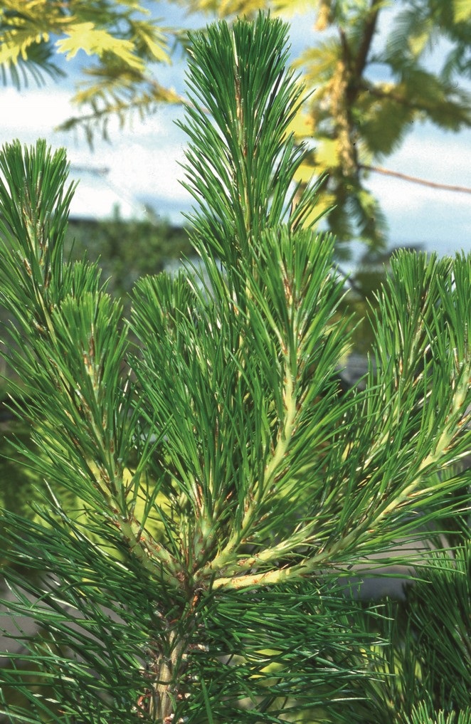 Pinus radiata | Frank P Matthews