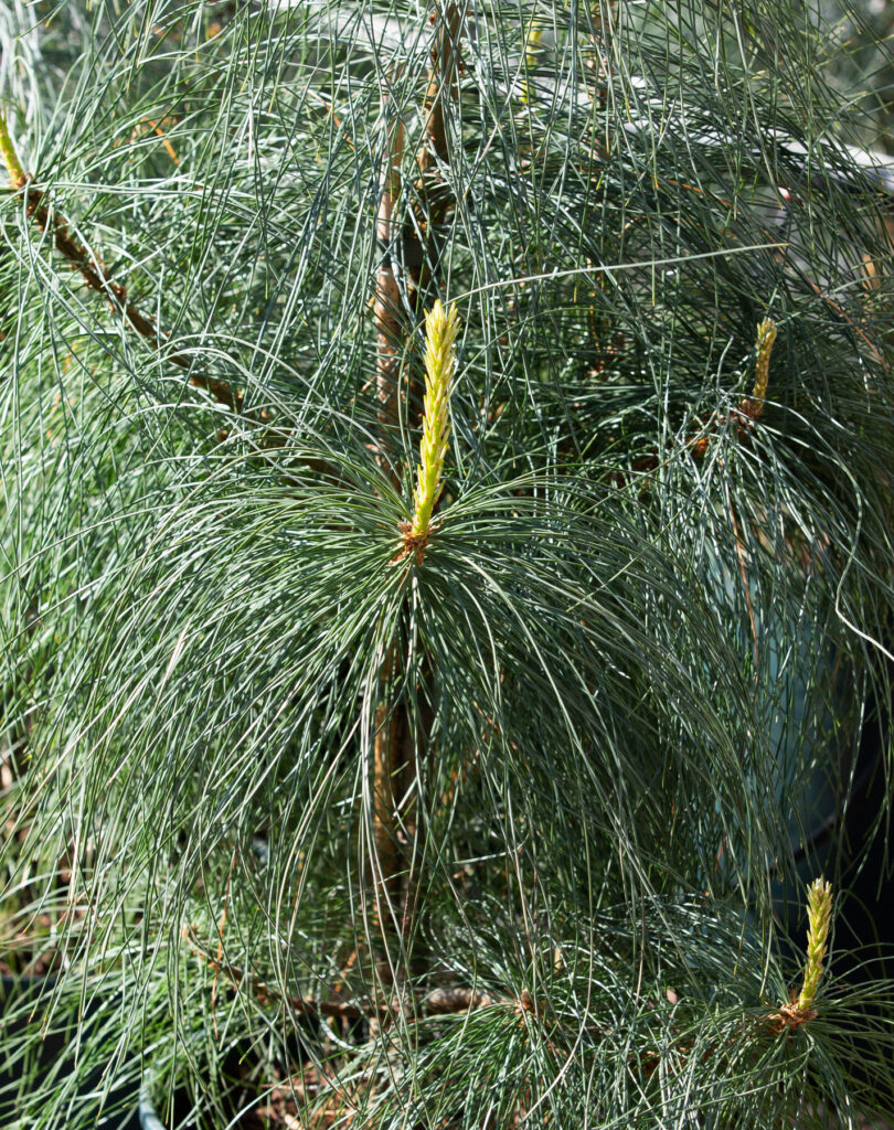 Pinus wallichiana | Frank P Matthews