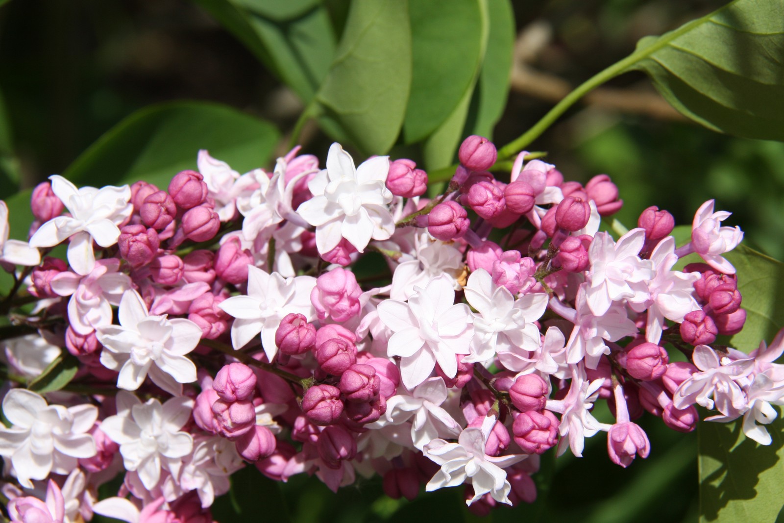 Syringa vulgaris 'Sweetheart' | Frank P Matthews