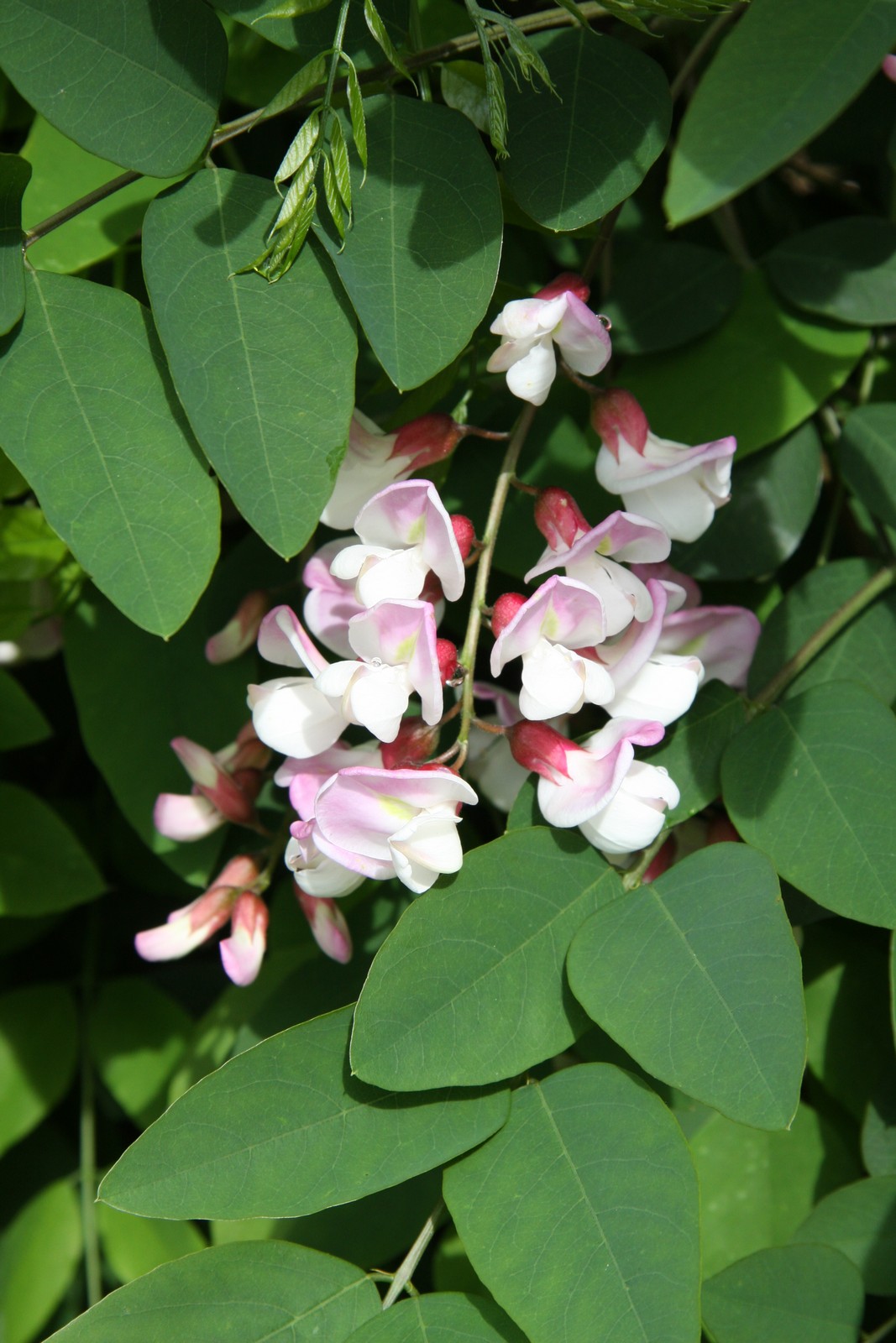 Robinia x slavinii 'Hillieri' | Frank P Matthews