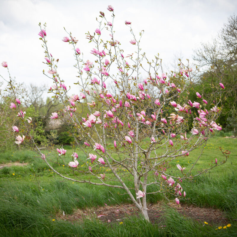 Buy Magnolia 'Spectrum' Tree | Frank P Matthews