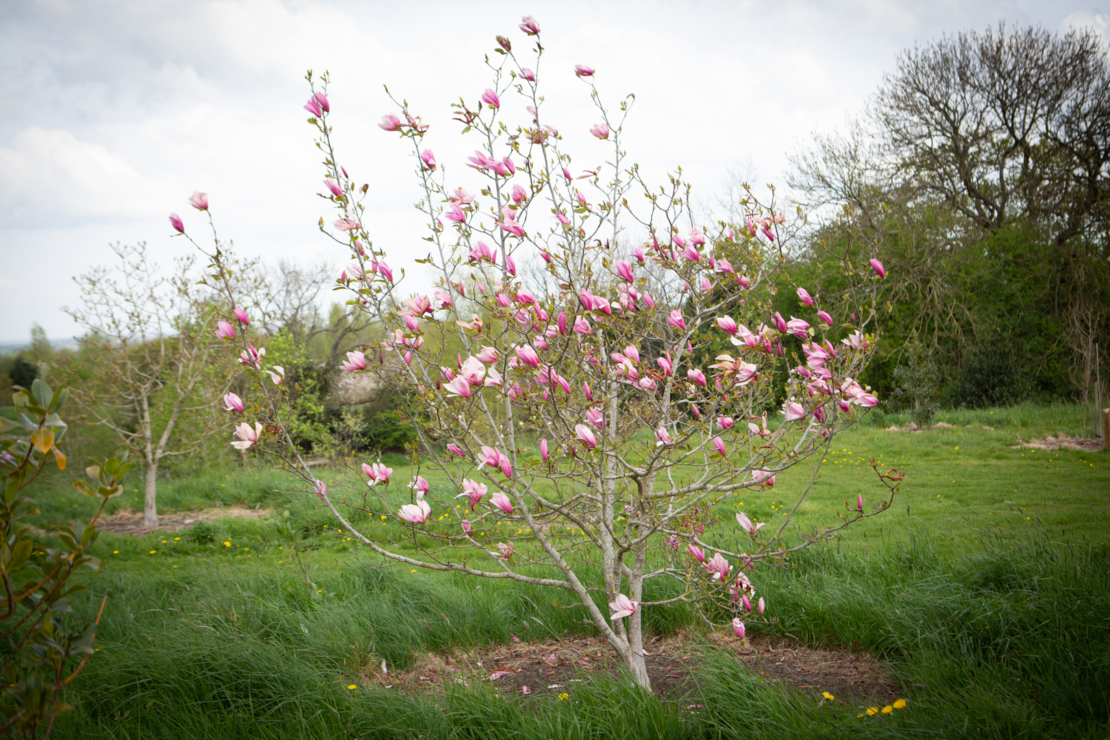 Buy Magnolia 'Spectrum' Tree | Frank P Matthews