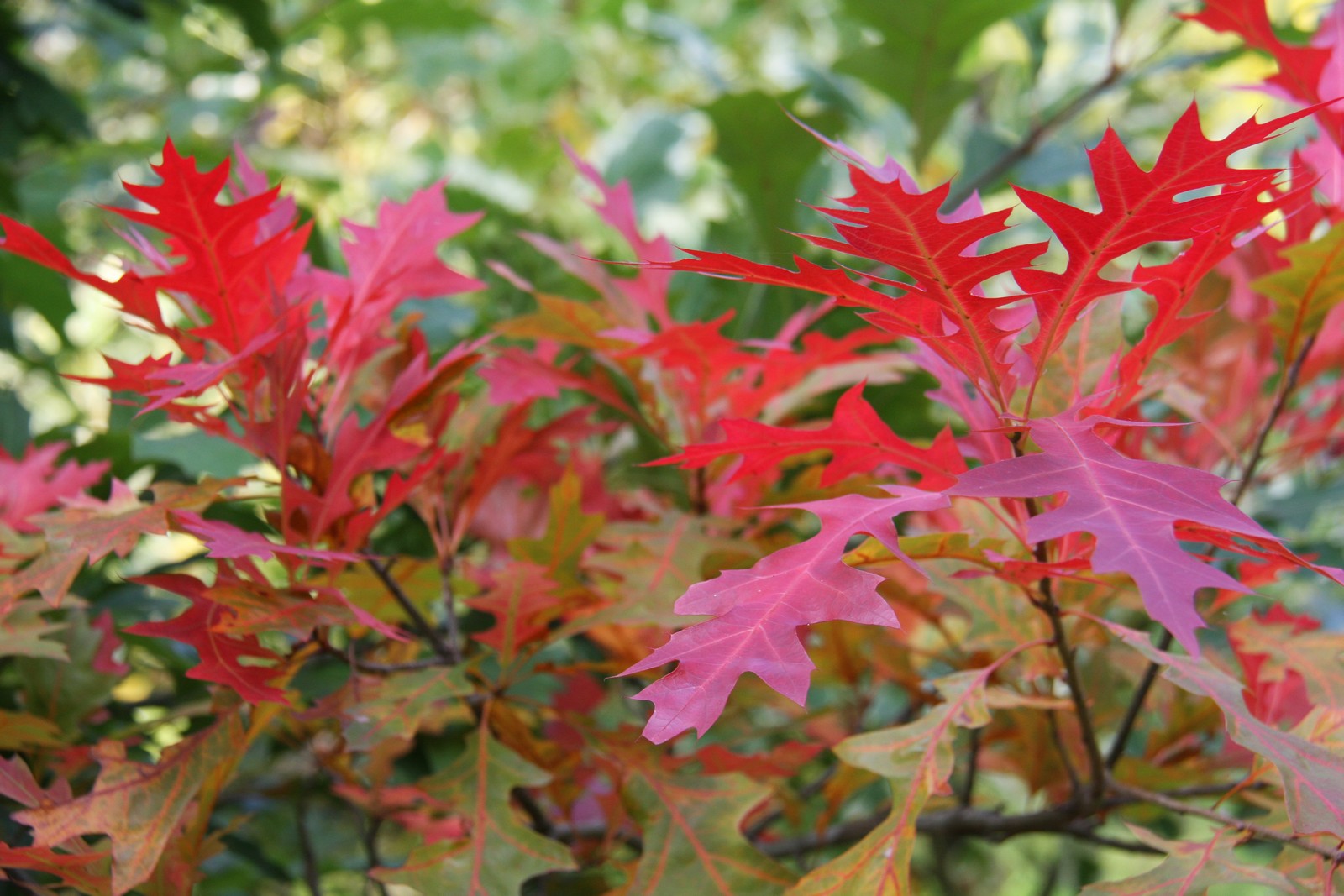 Quercus Palustris Fall