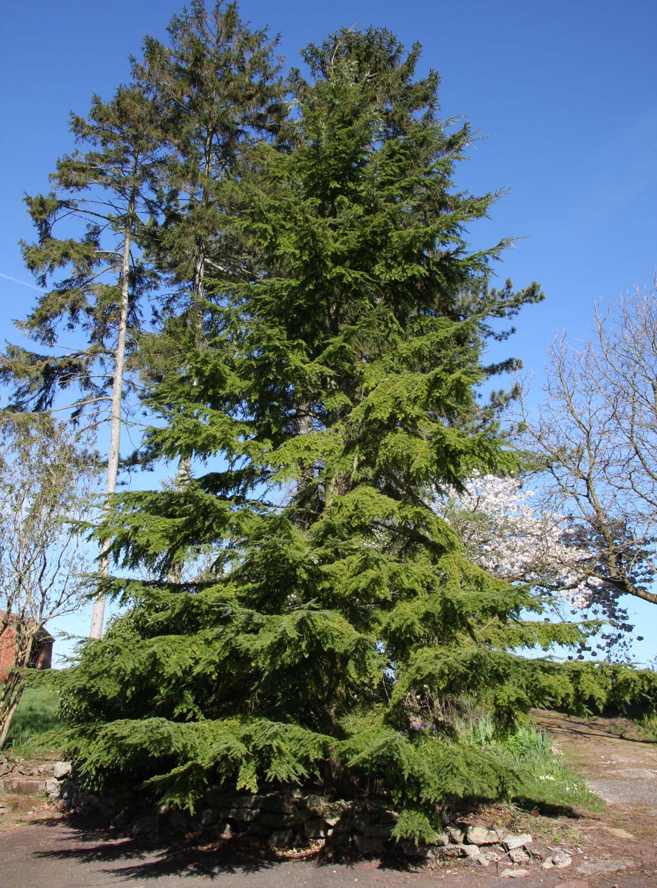 Thuja Plicata Thuja Plicata Gelderland Western Red Cedar 3 4ft Pack Of