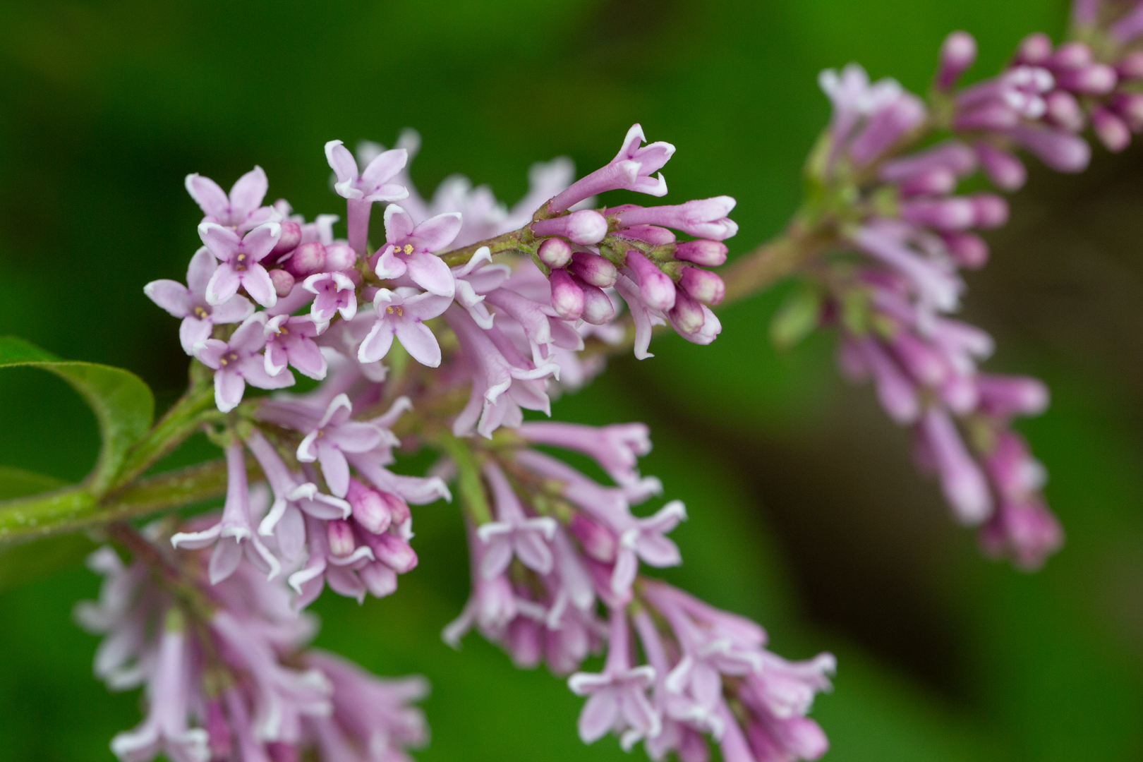 Syringa tomentella | Frank P Matthews