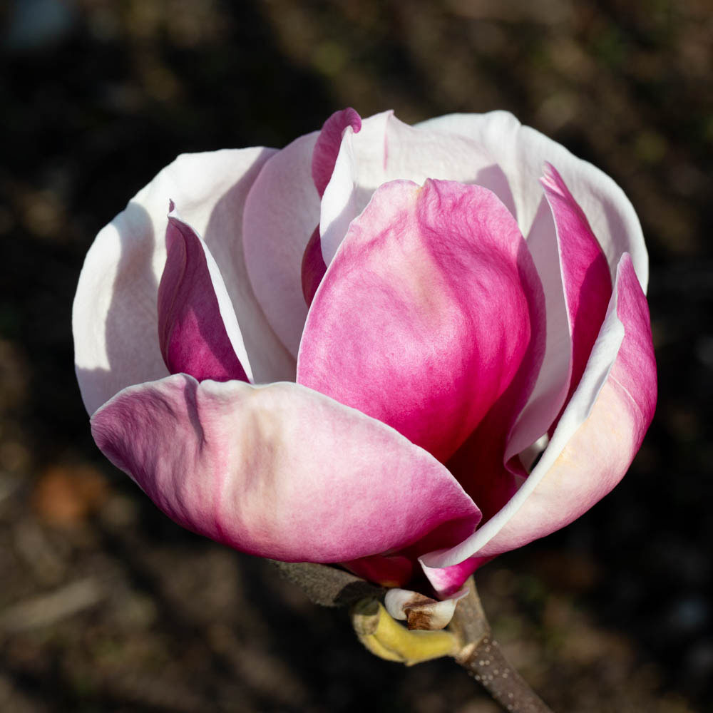 Magnolia campbellii 'Charles Raffill' | Frank P Matthews