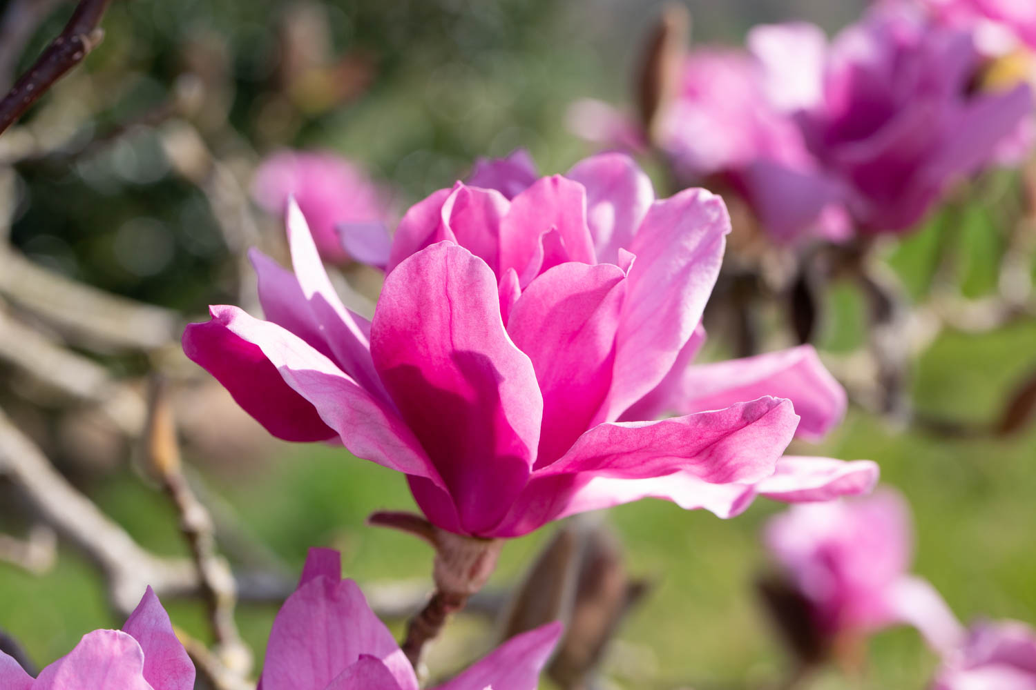 Magnolia 'Vulcan' | Frank P Matthews