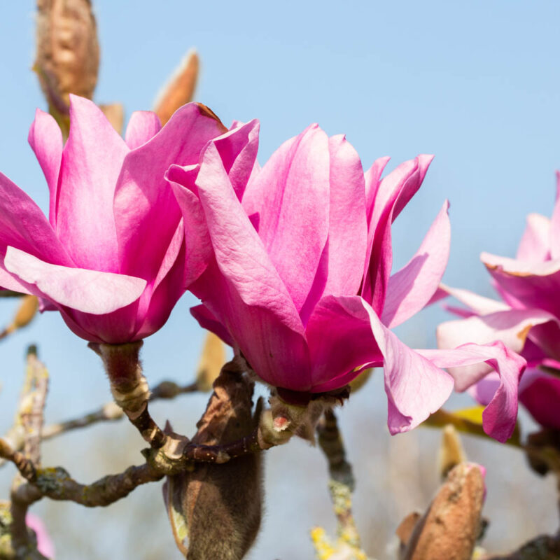 Magnolia 'Vulcan' | Frank P Matthews