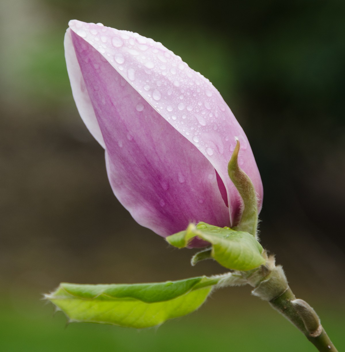 Magnolia 'Iolanthe' | Frank P Matthews