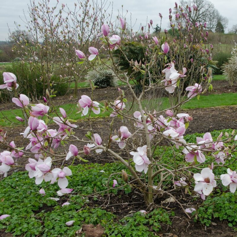 Magnolia 'Iolanthe' | Frank P Matthews