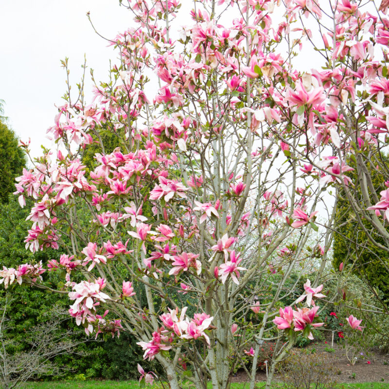 Magnolia 'Daybreak' | Frank P Matthews | Ornamental Tree