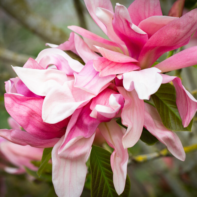 Magnolia 'Daybreak' | Frank P Matthews | Ornamental Tree