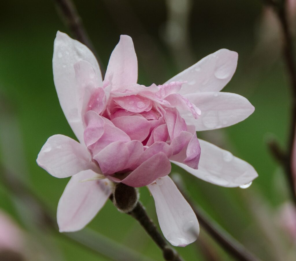 Magnolia 'Jane Platt' | Frank P Matthews