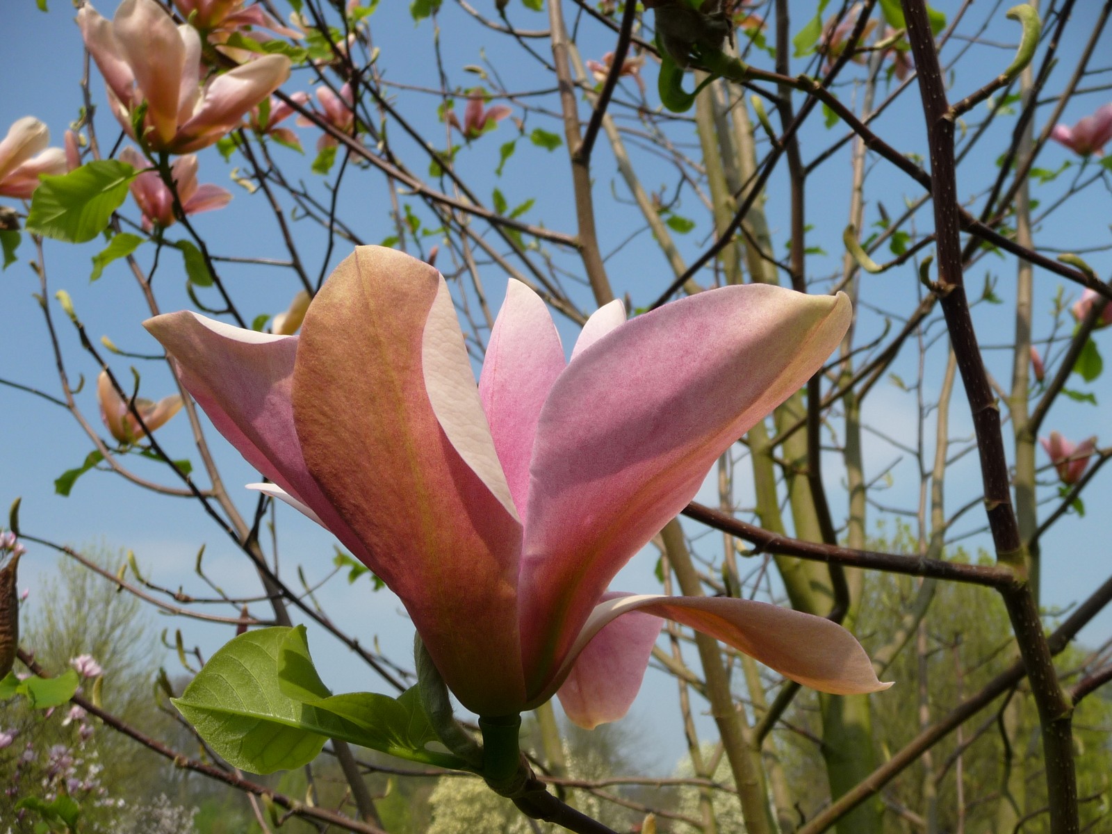 Magnolia 'Peachy' | Frank P Matthews| Ornamental Tree