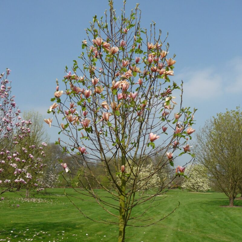 Magnolia 'Peachy' | Frank P Matthews| Ornamental Tree