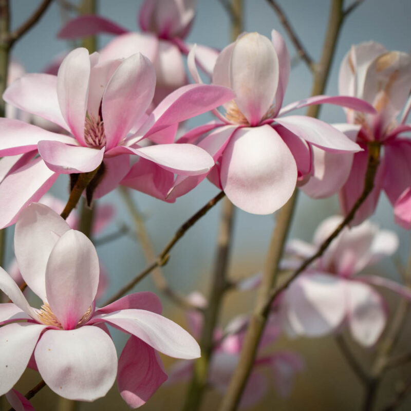 Magnolia 'Princess Margaret' | Frank P Matthews