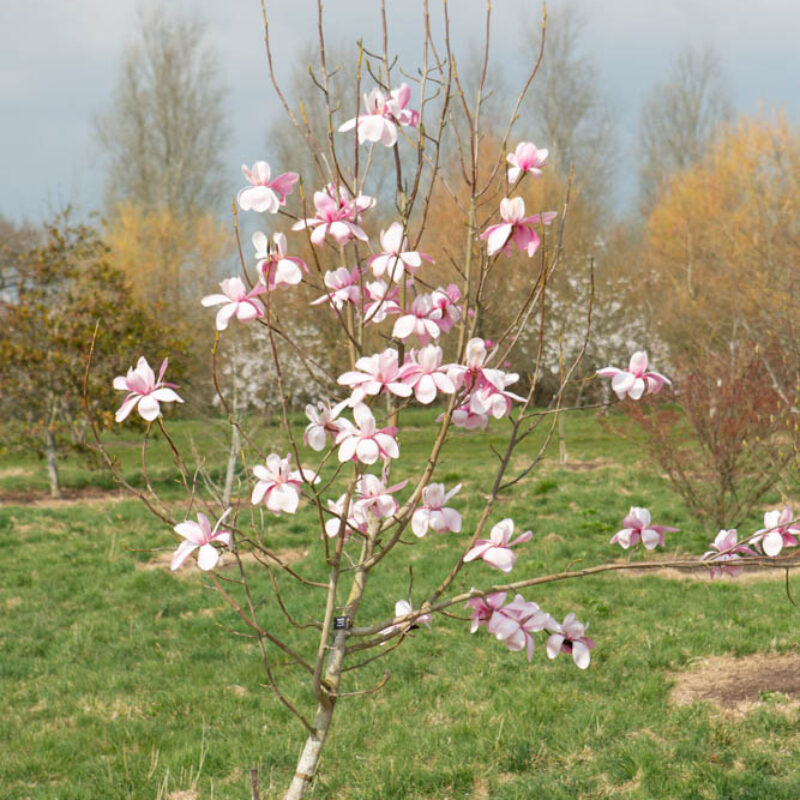 Magnolia 'Princess Margaret' | Frank P Matthews