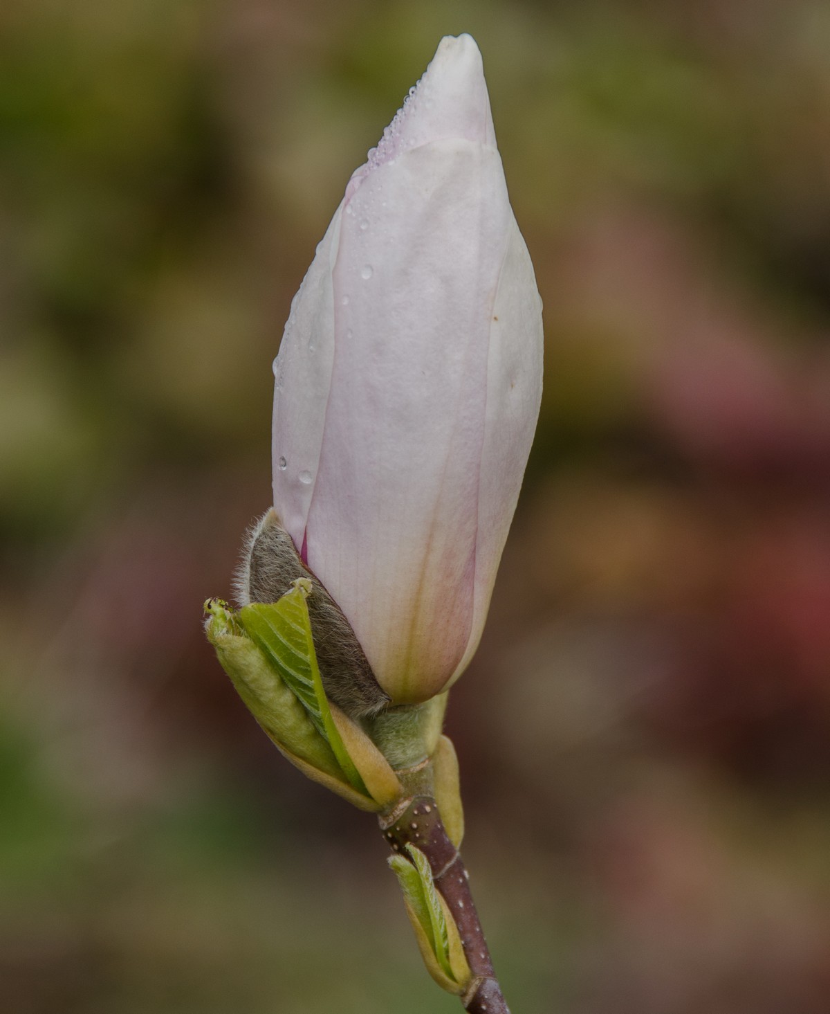 Magnolia soulangeana 'Sundew' | Frank P Matthews